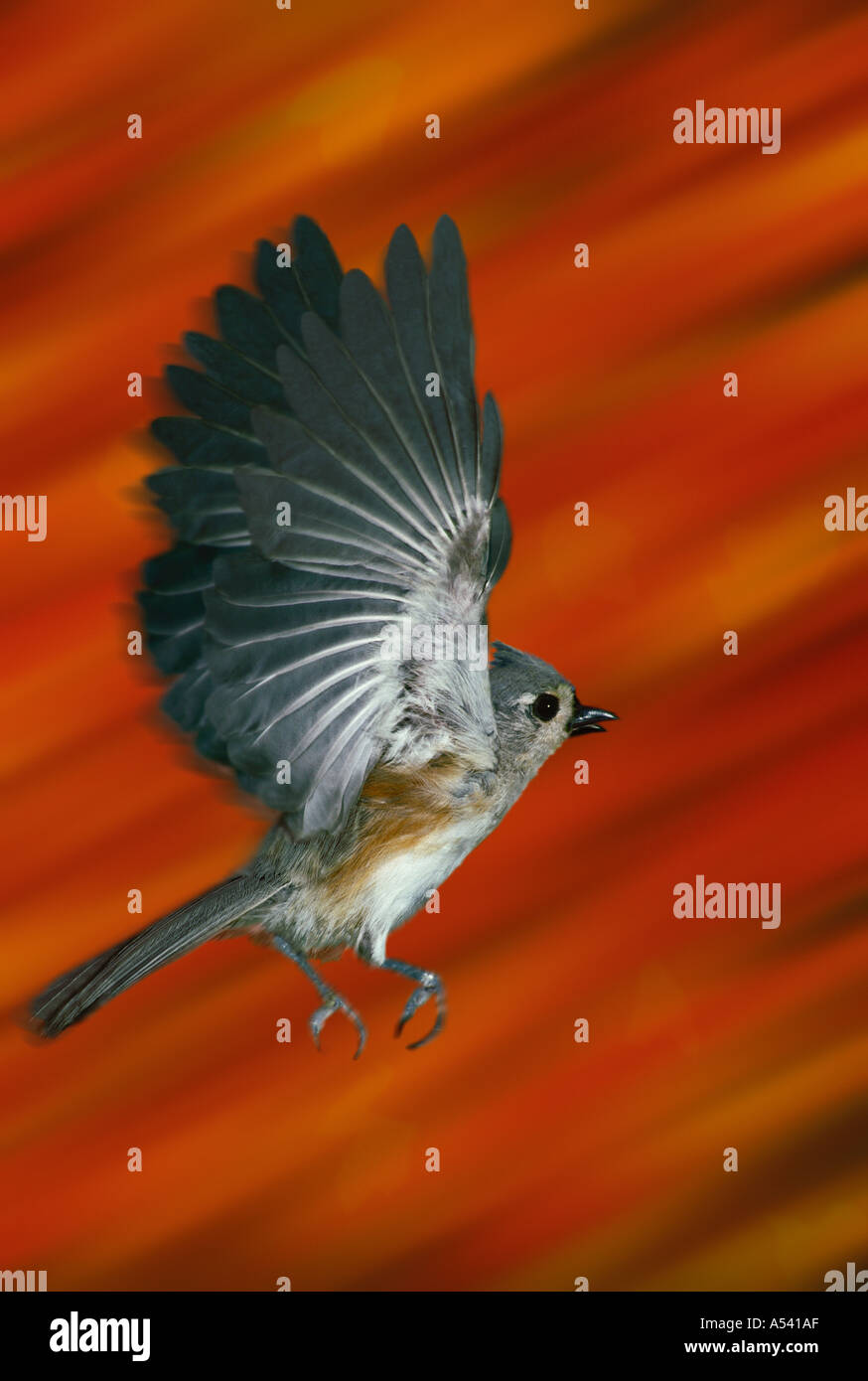 Little busy Tufted titmouse bird, Parus bicolor, flying fast by orange ...