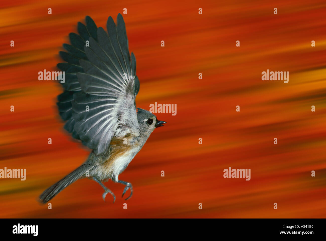 Tufted titmouse, Baeolophus bicolor, flying fast by trees with gold ...