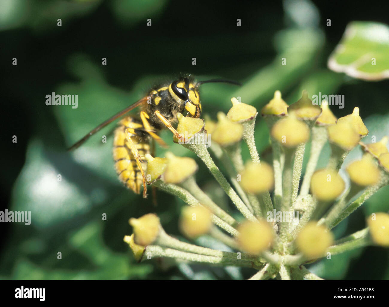 Wasp collecting wax from ivy flower Stock Photo - Alamy