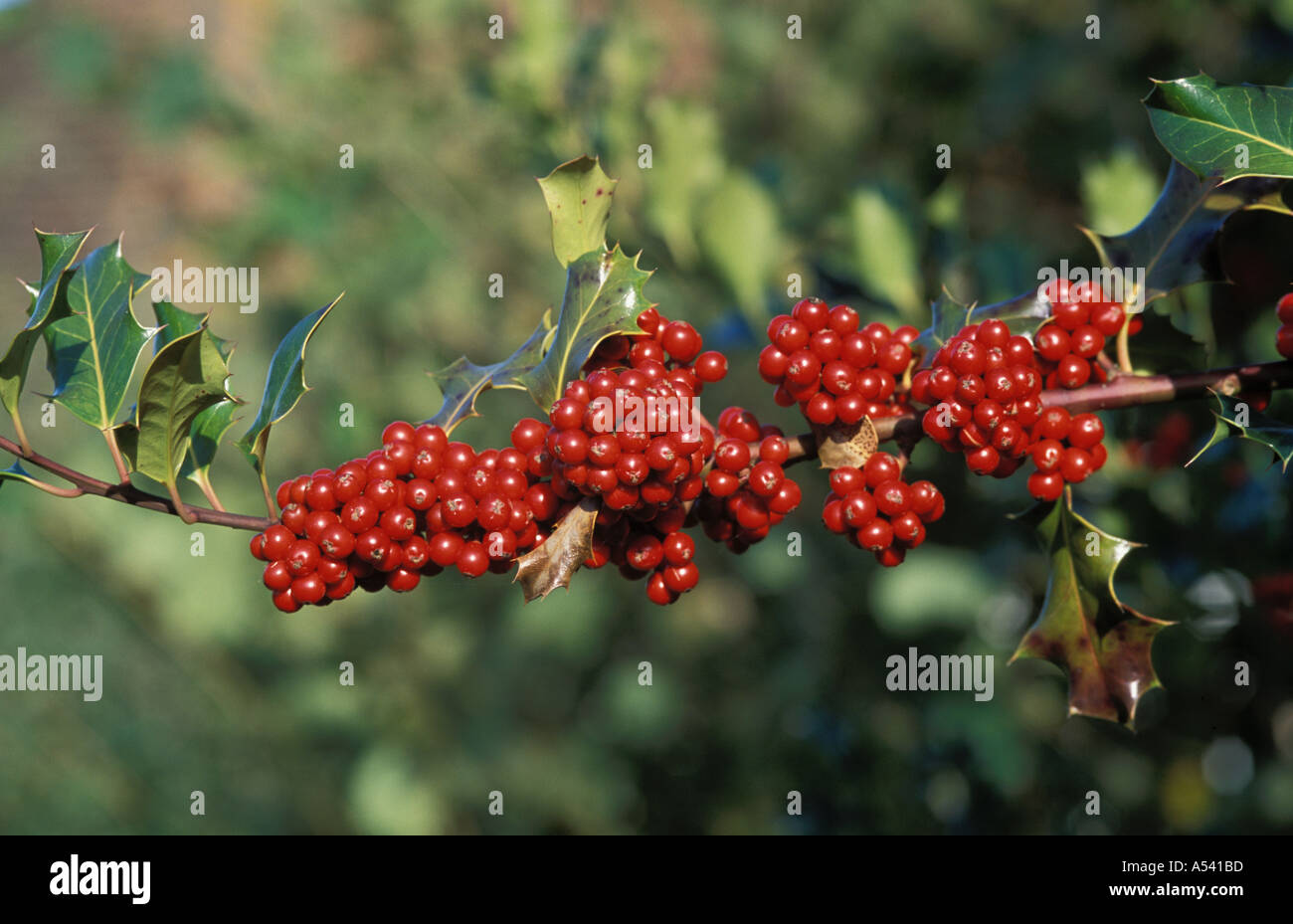Female holly tree with berries hi-res stock photography and images - Alamy