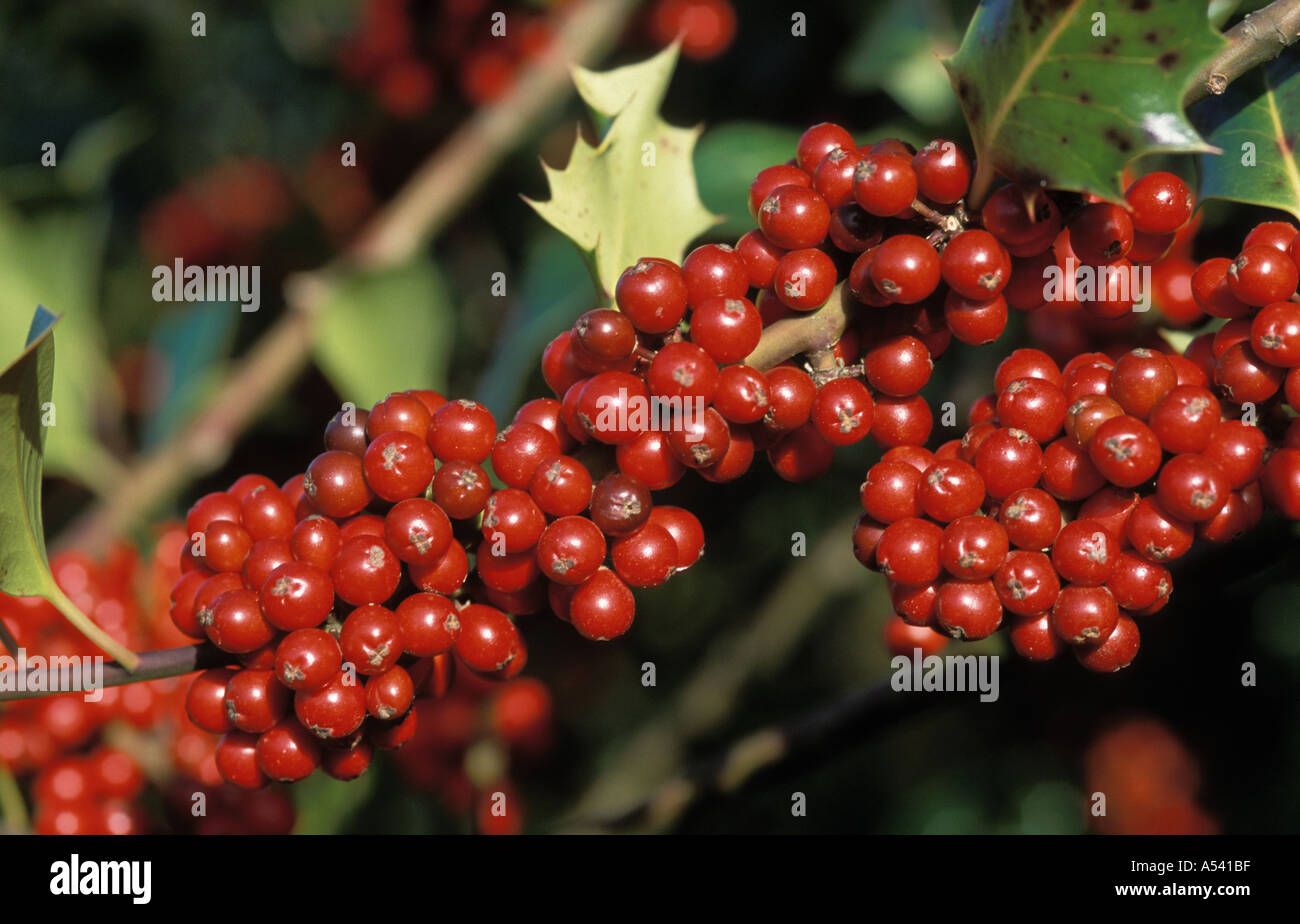 Holly berry seed hi-res stock photography and images - Alamy