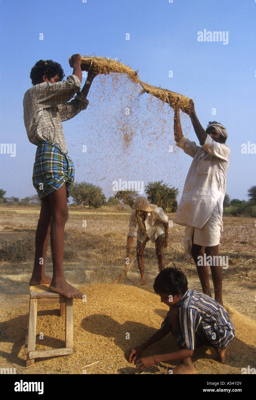 Winnowing Rice High Resolution Stock Photography and Images - Alamy