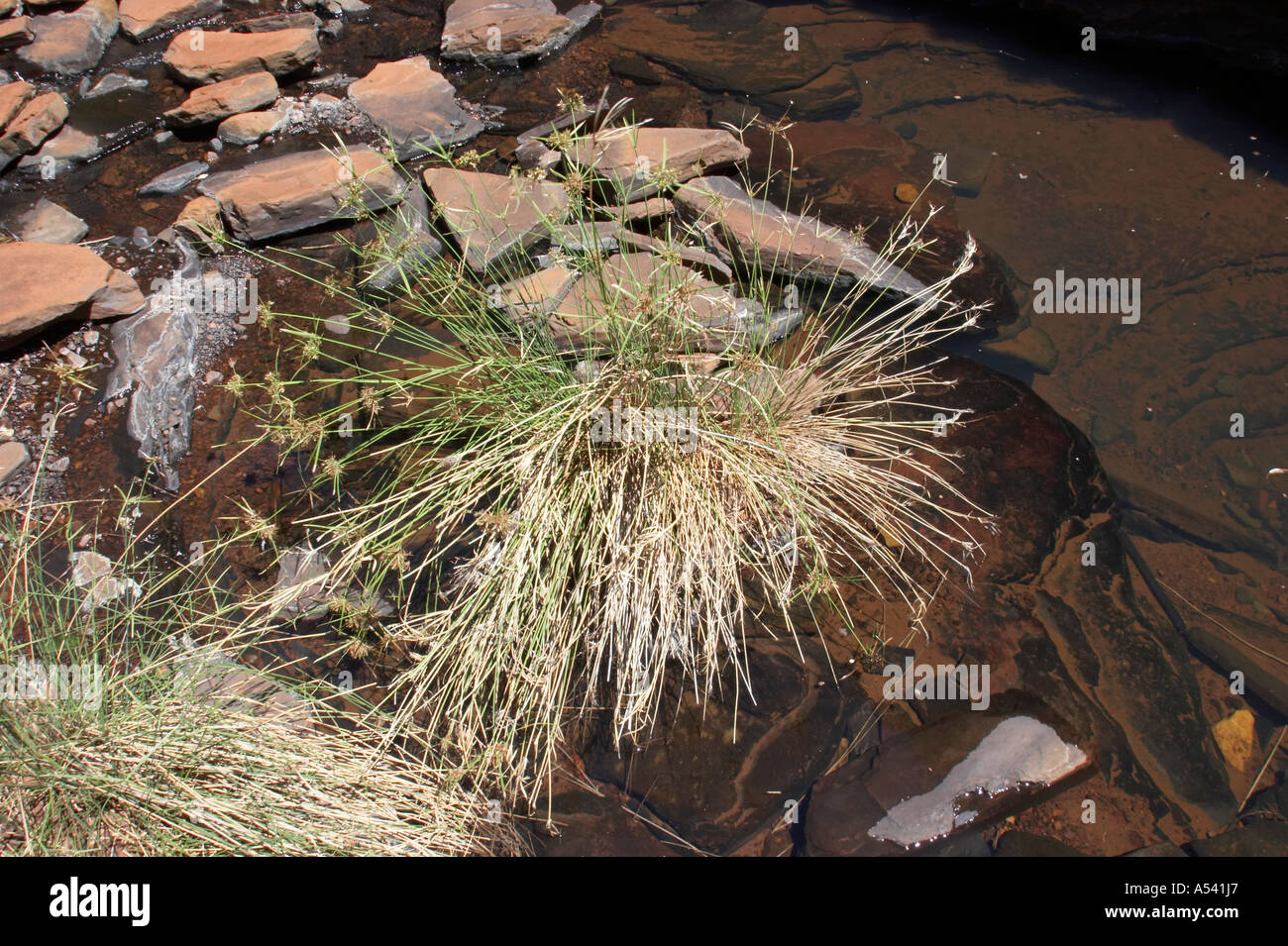 Stiffleaf sedge Cyperus vaginatus Stock Photo - Alamy