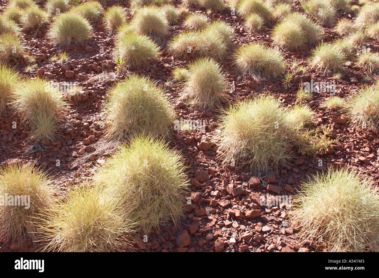 Spinifex grass Pilbara region western australia WA Stock Photo - Alamy