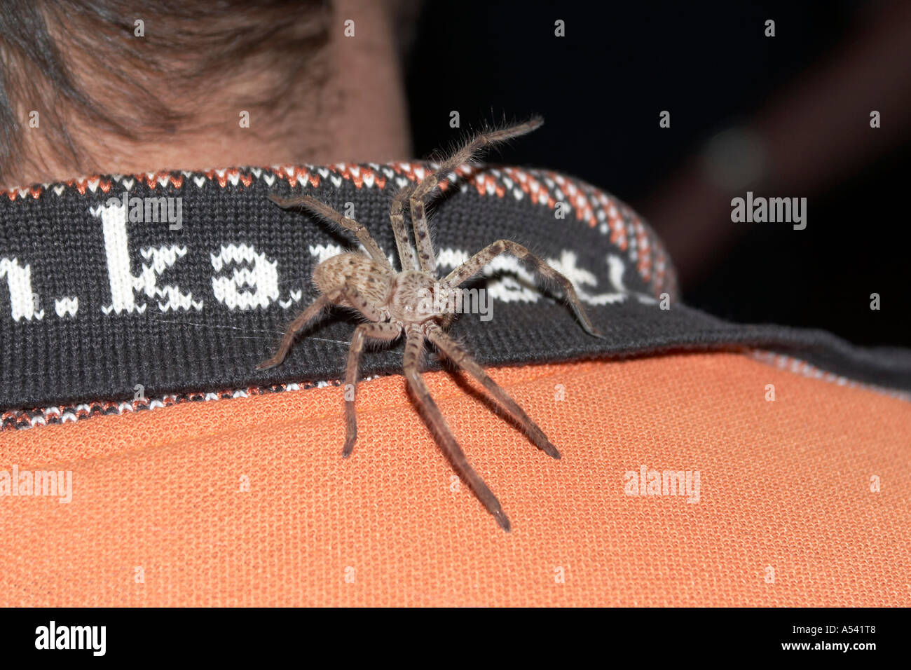 Common Huntsman spider on collar of a shirt Isopedella Stock Photo - Alamy
