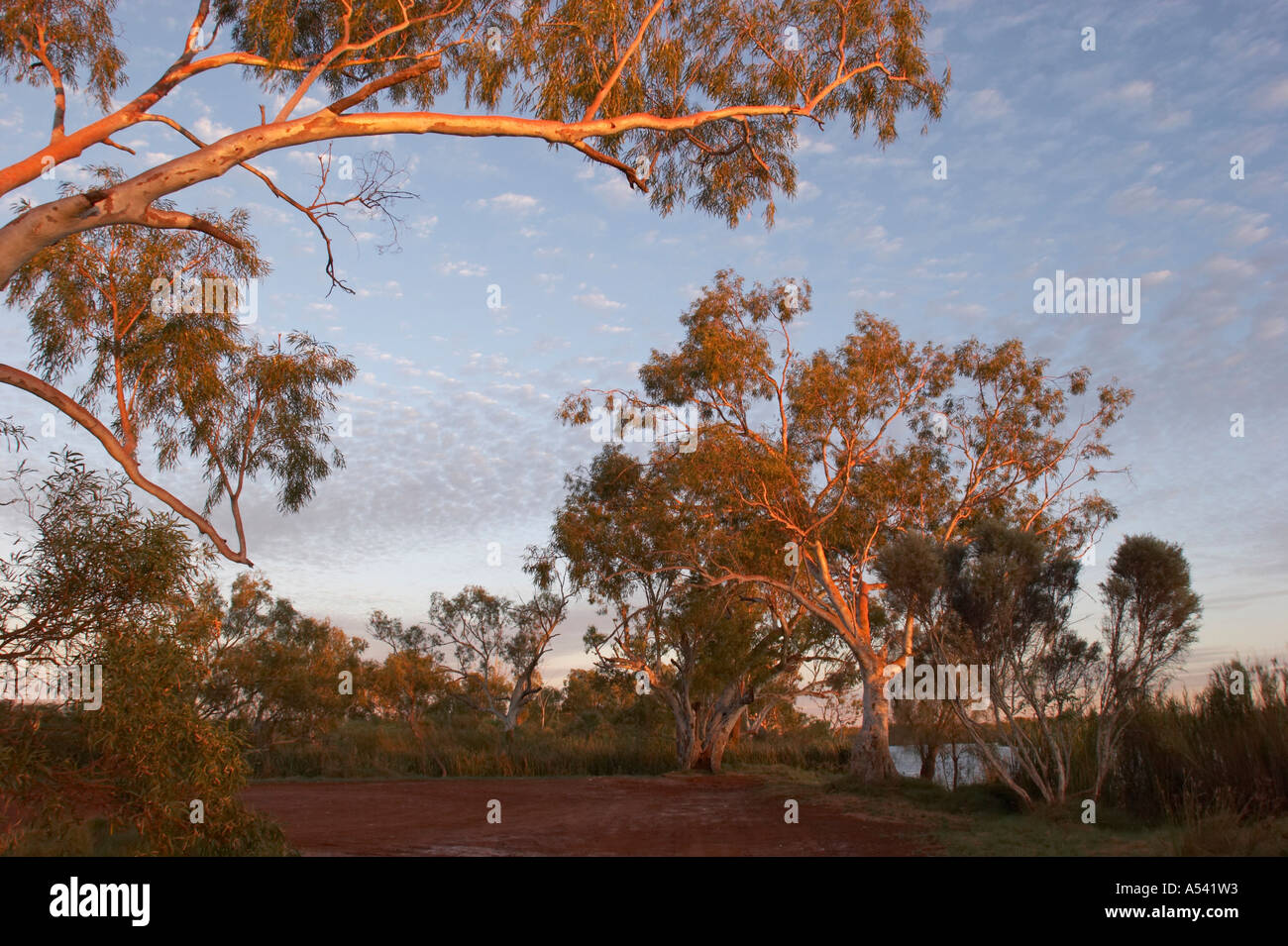 River red gum trees at Deep Reach Pool Millstream Chichester National ...