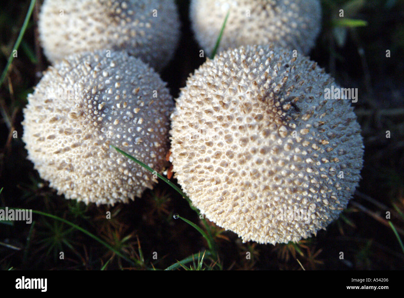 Gasteromycetes Stock Photos & Gasteromycetes Stock Images - Alamy