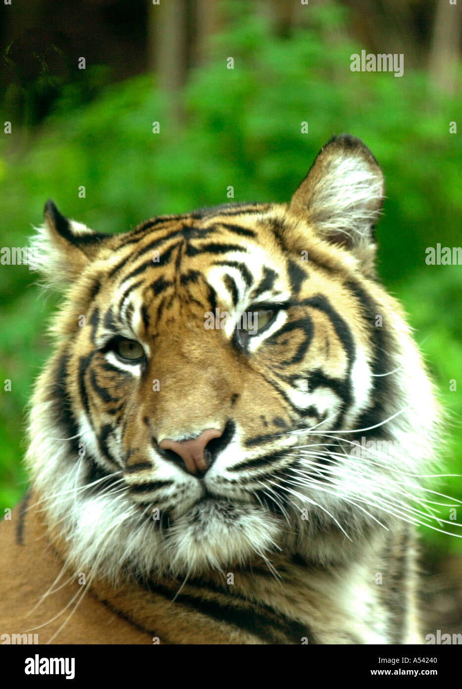 Stunning tigers hi-res stock photography and images - Alamy