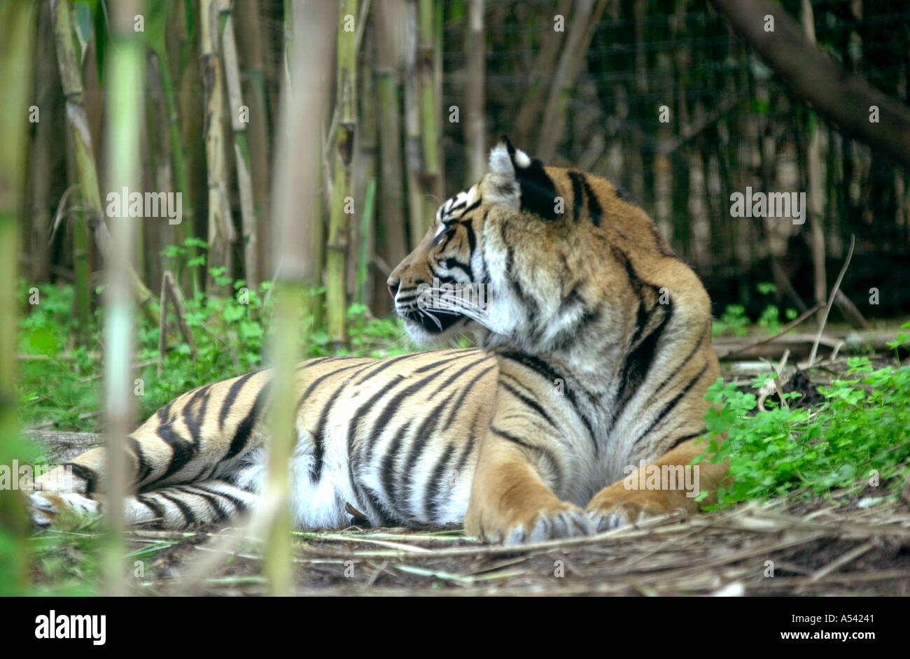 Tiger at rest Stock Photo - Alamy