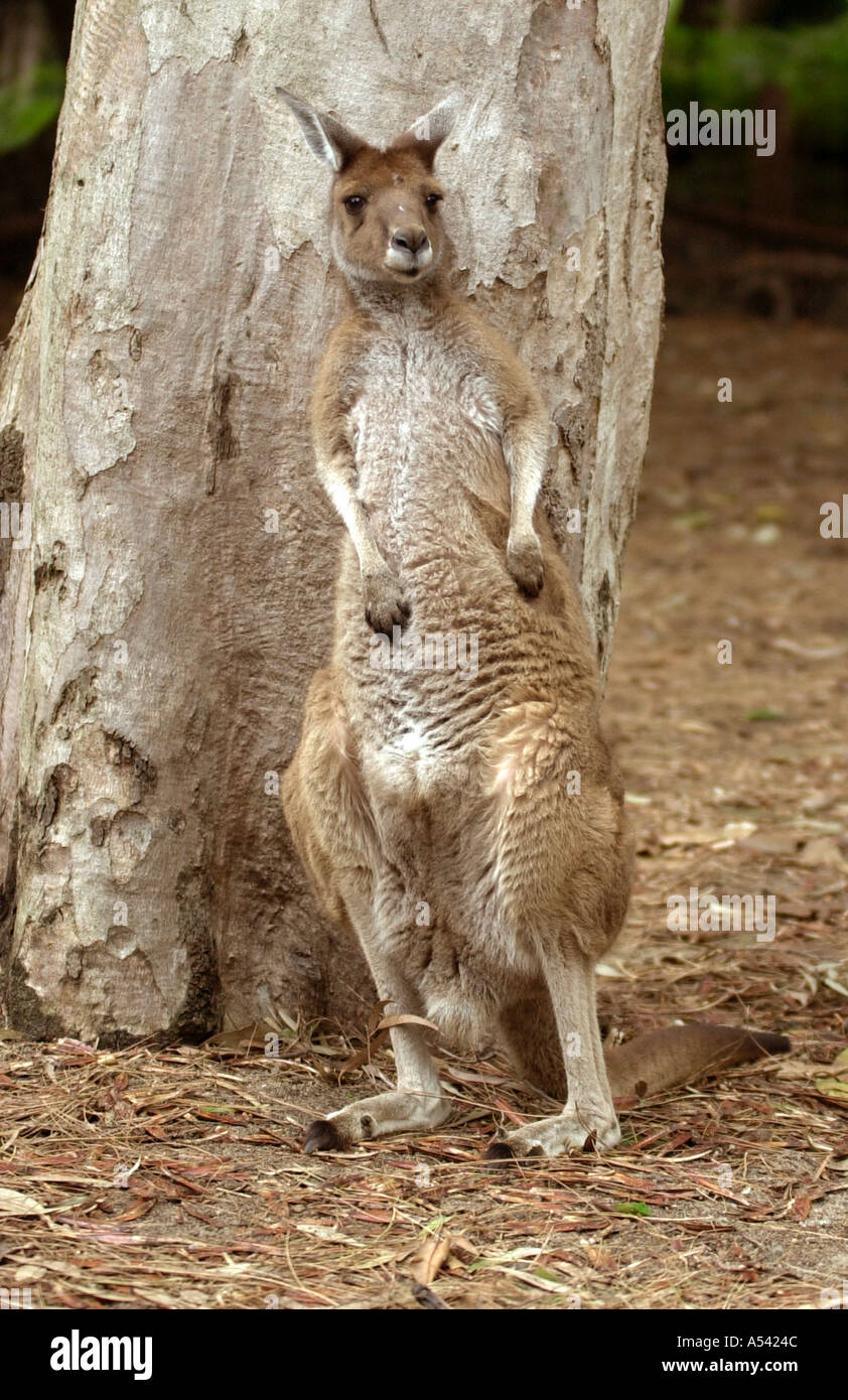 kangaroo having a scratch Stock Photo - Alamy