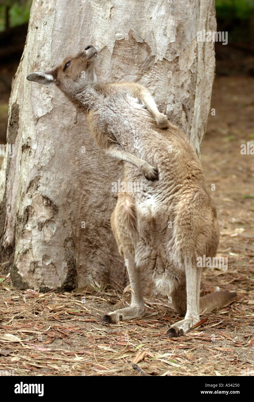 having a scratch red kangaroo Stock Photo - Alamy