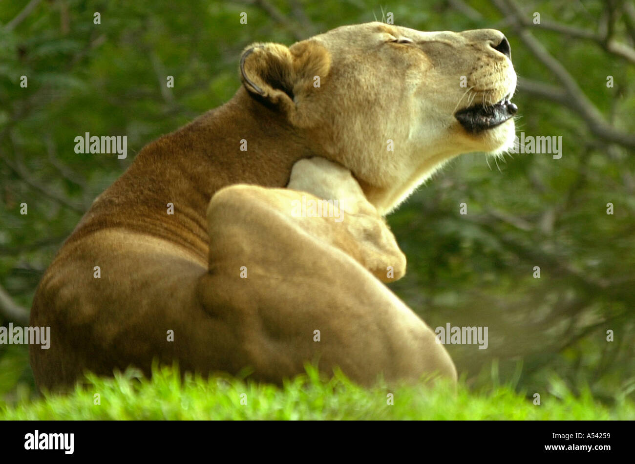 Lion calling it s a mate Stock Photo - Alamy