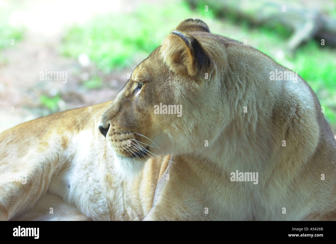 Lions after meal hi-res stock photography and images - Alamy