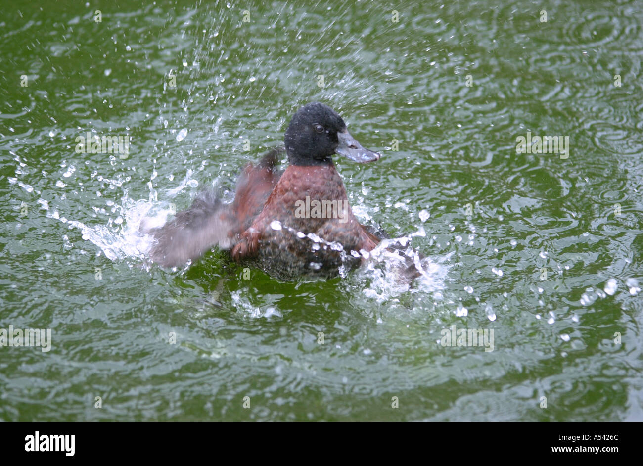 duck in a fluster Stock Photo - Alamy