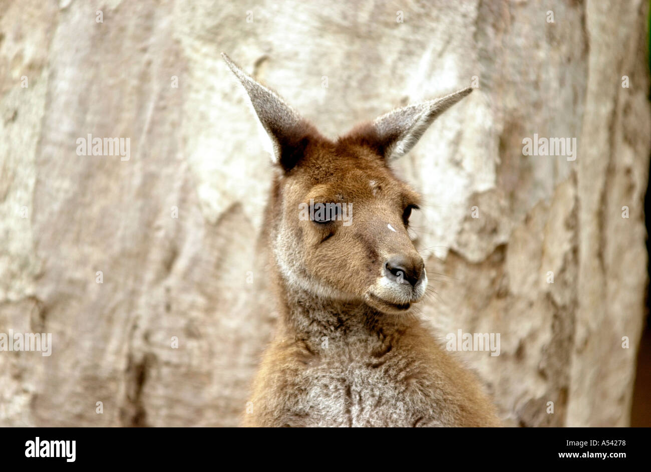 kangaroo head and shoulders Stock Photo - Alamy