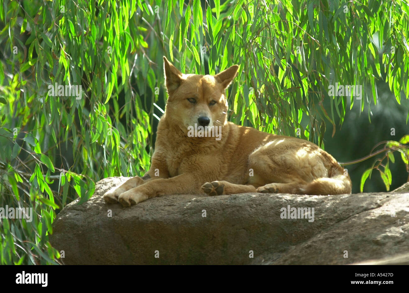 Dingo dog face hi-res stock photography and images - Alamy