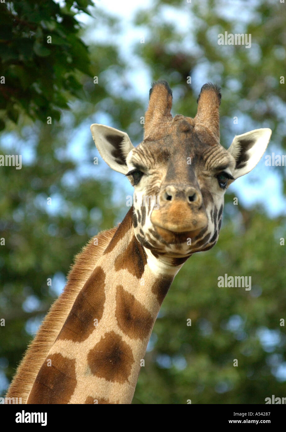 girraffe with a long neck Stock Photo - Alamy