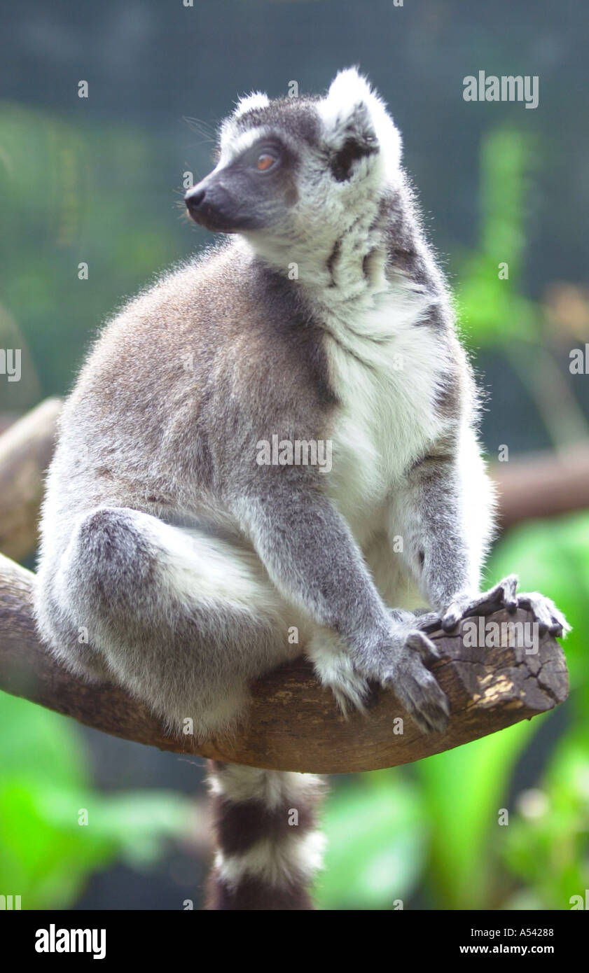 Arboreal habitats hi-res stock photography and images - Alamy