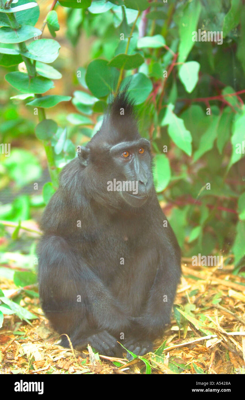 Monkey siting hi-res stock photography and images - Alamy