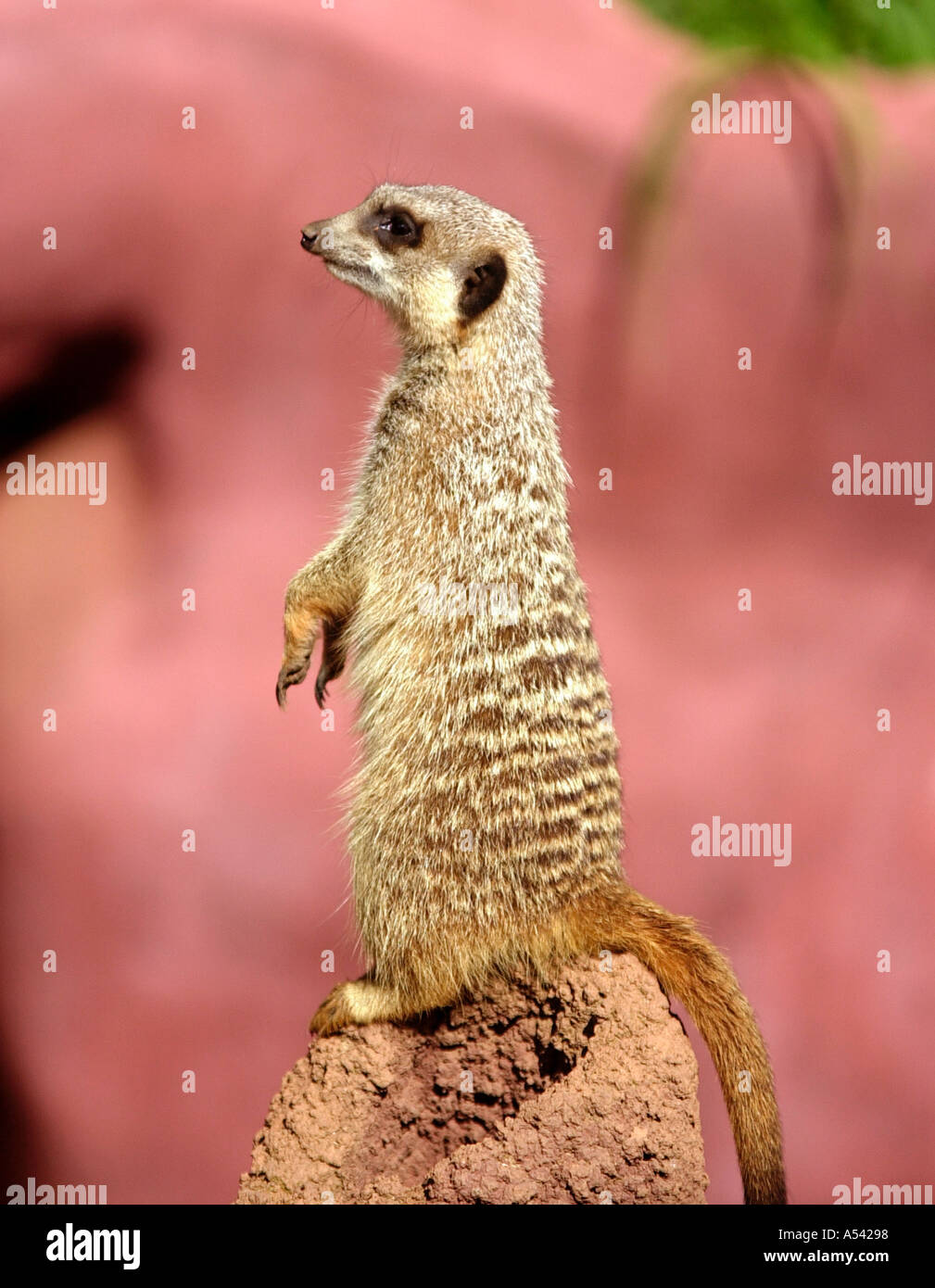 Nosey meerkat hi-res stock photography and images - Alamy