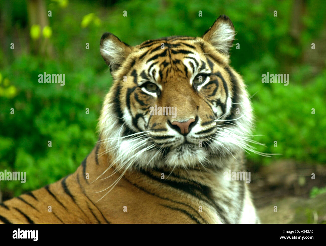 Tiger looking proud Stock Photo - Alamy
