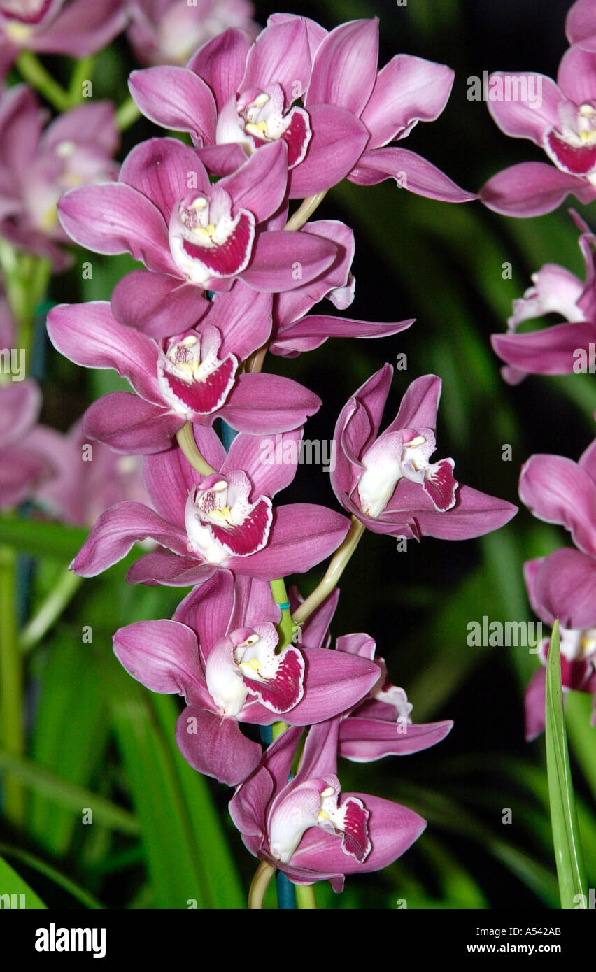 Orchids in color Stock Photo - Alamy