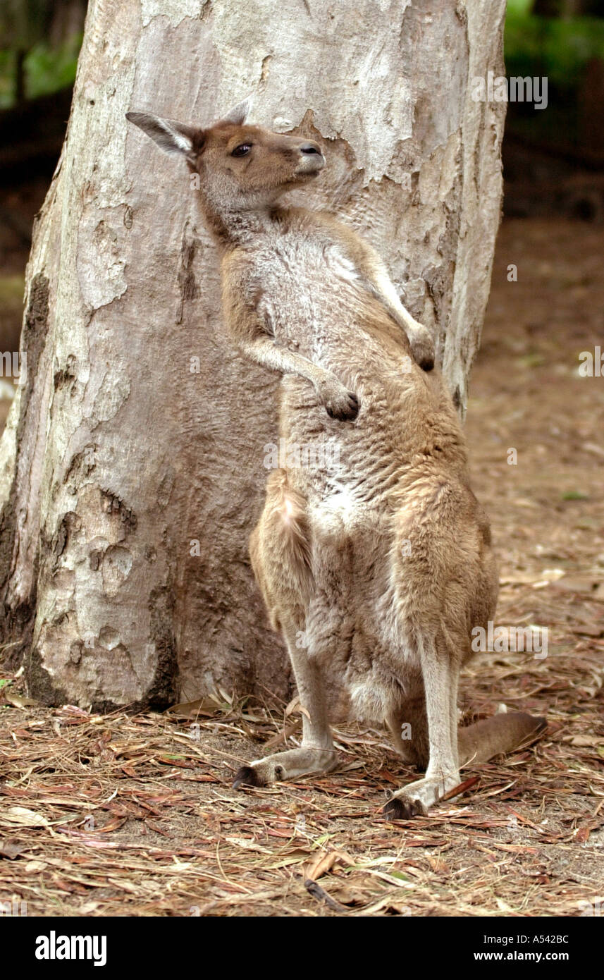Kangaroo standing tall Stock Photo - Alamy
