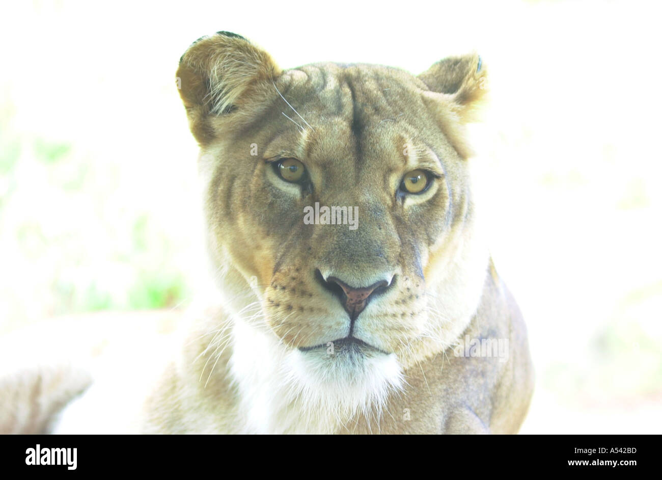 Lady Lioness High Resolution Stock Photography and Images - Alamy