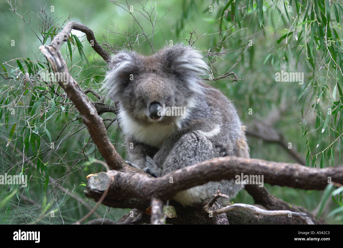 monkey with his fur on Stock Photo - Alamy