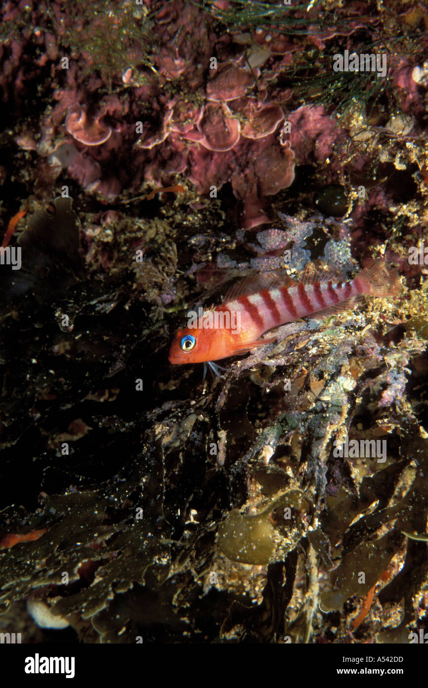Blue eyed Triplefin Notoclinops segmentatus Stock Photo - Alamy