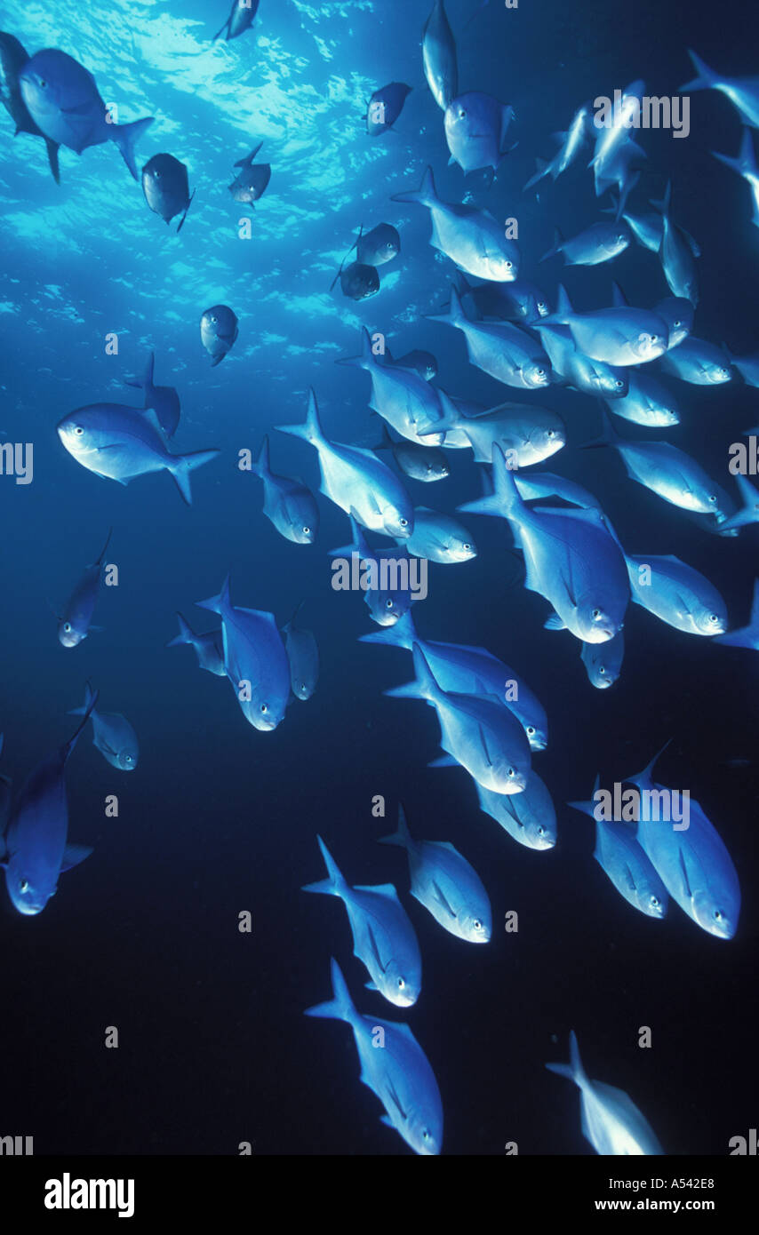 Blue Mao Mao Scorpis violaceus Stock Photo - Alamy