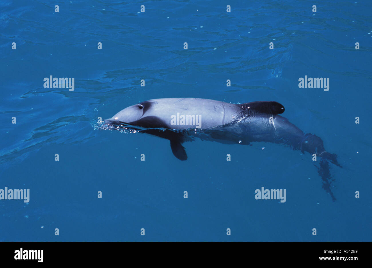 Hector s Dolphin Cephalorhynchus hectori Stock Photo - Alamy