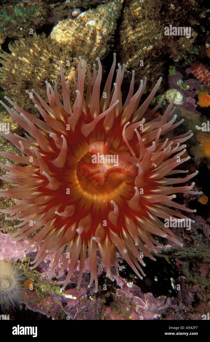 Urticina lofotensis sea anemone hi-res stock photography and images - Alamy