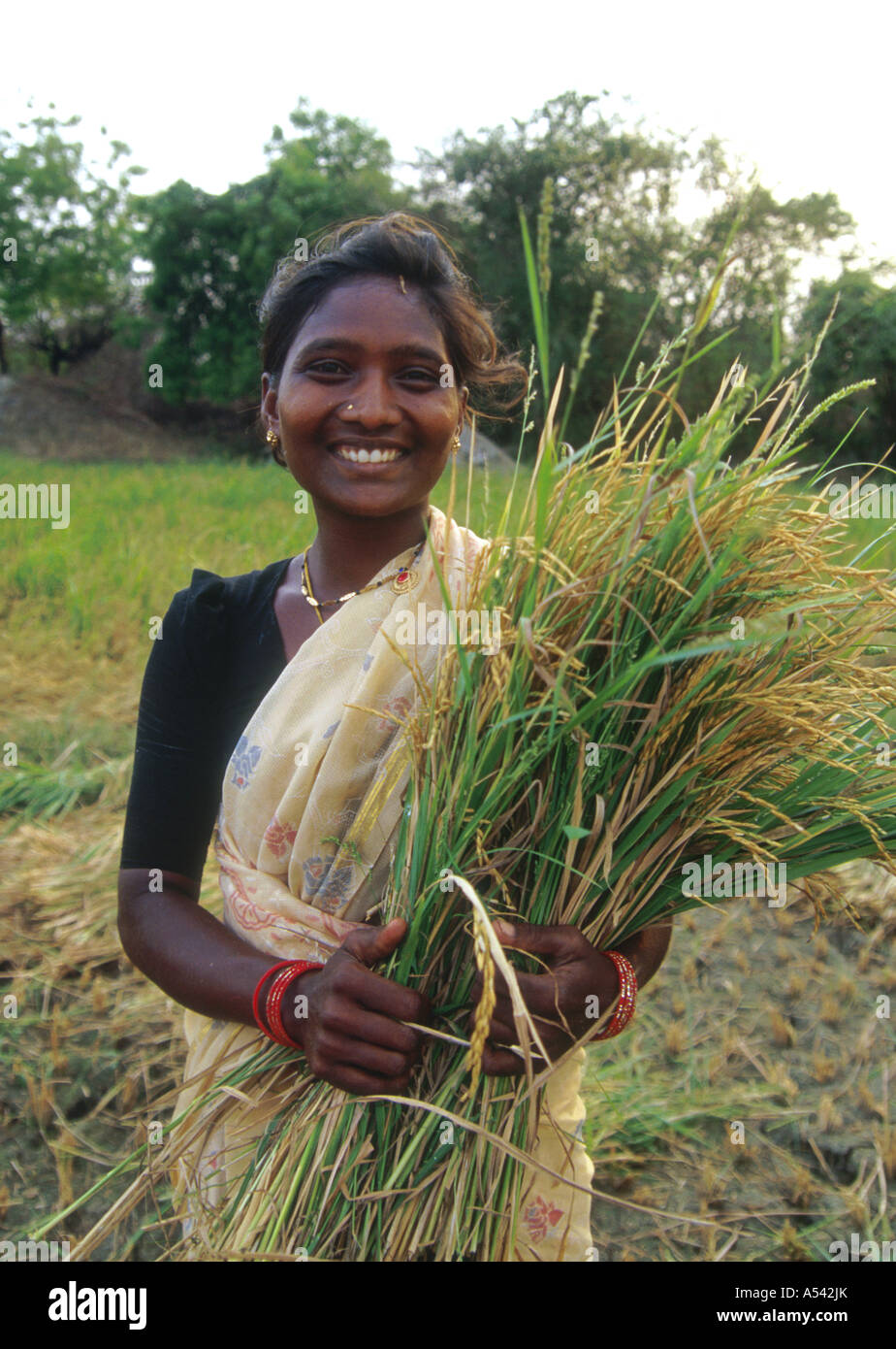 Painet ha2515 5351 india women labor woman harvesting rice andhra ...