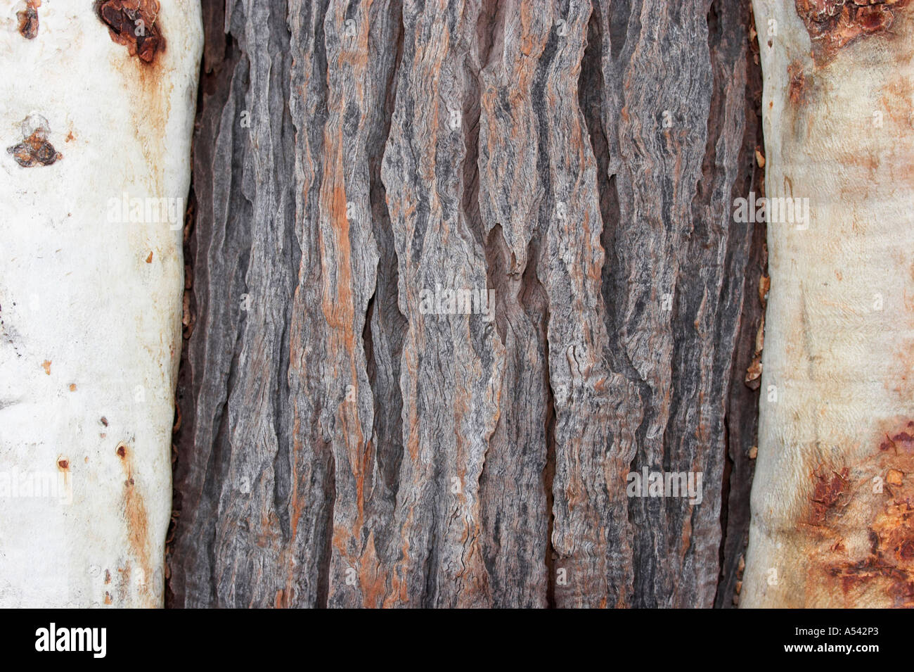 Tree bole hi-res stock photography and images - Alamy