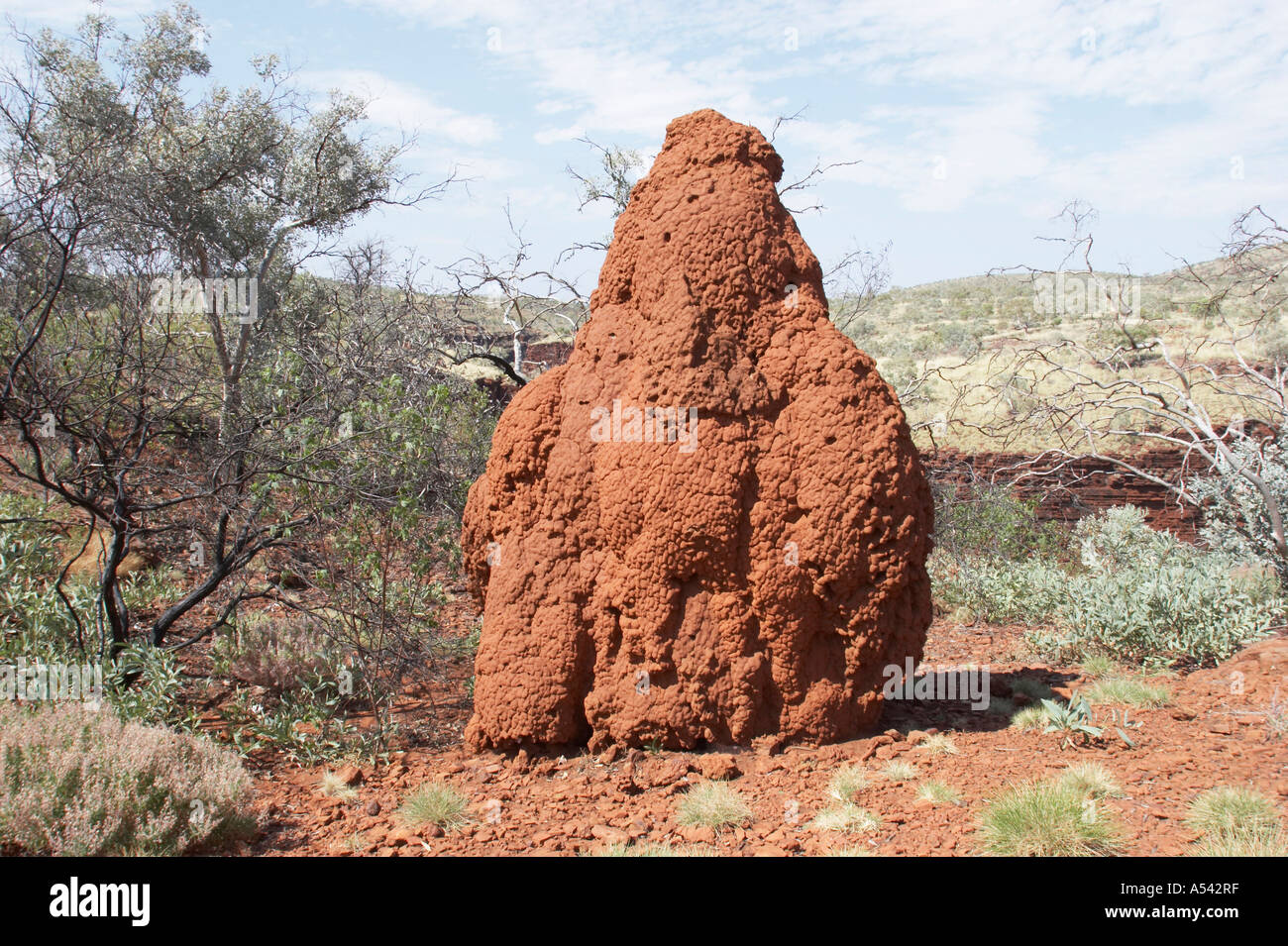 Termite hill Karijini National Park Pilbara region western australia WA ...