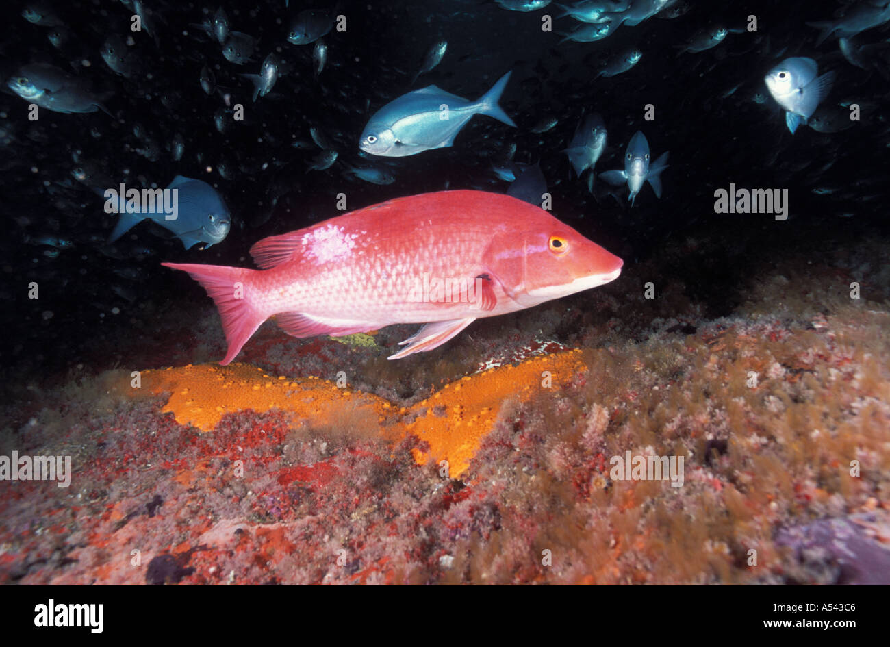 Red pigfish hi-res stock photography and images - Alamy