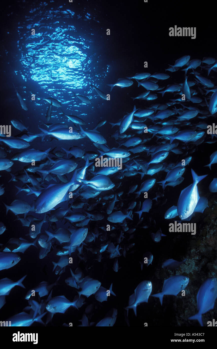 Blue Mao Mao Scorpis violaceus Stock Photo - Alamy