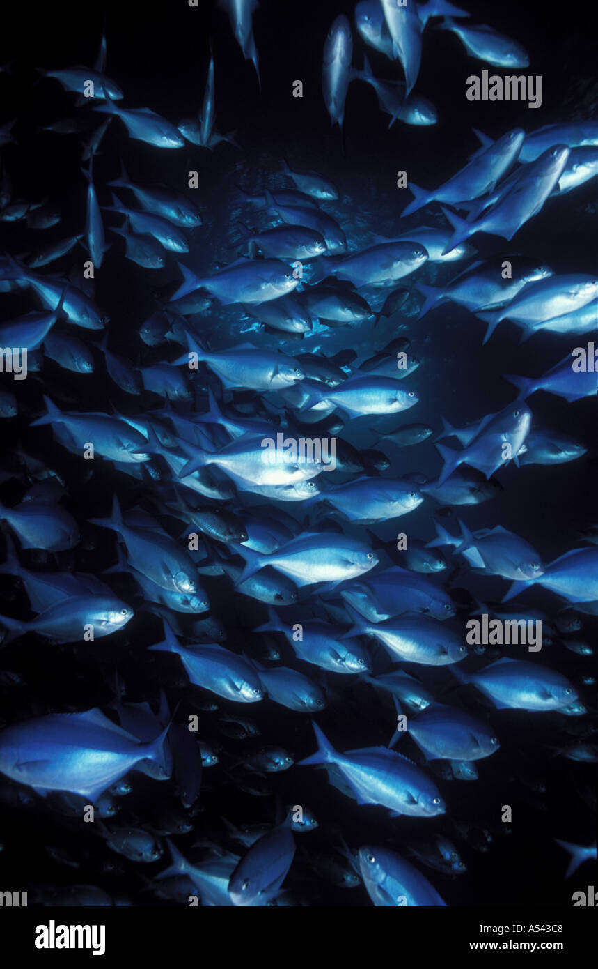 Blue Mao Mao Scorpis violaceus Stock Photo - Alamy