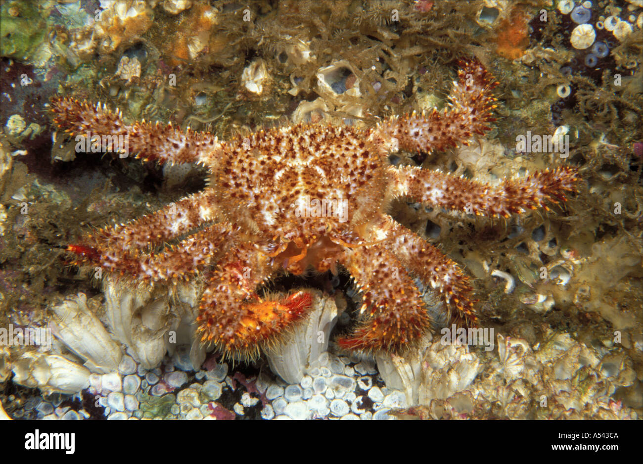 Red fur crab hi-res stock photography and images - Alamy