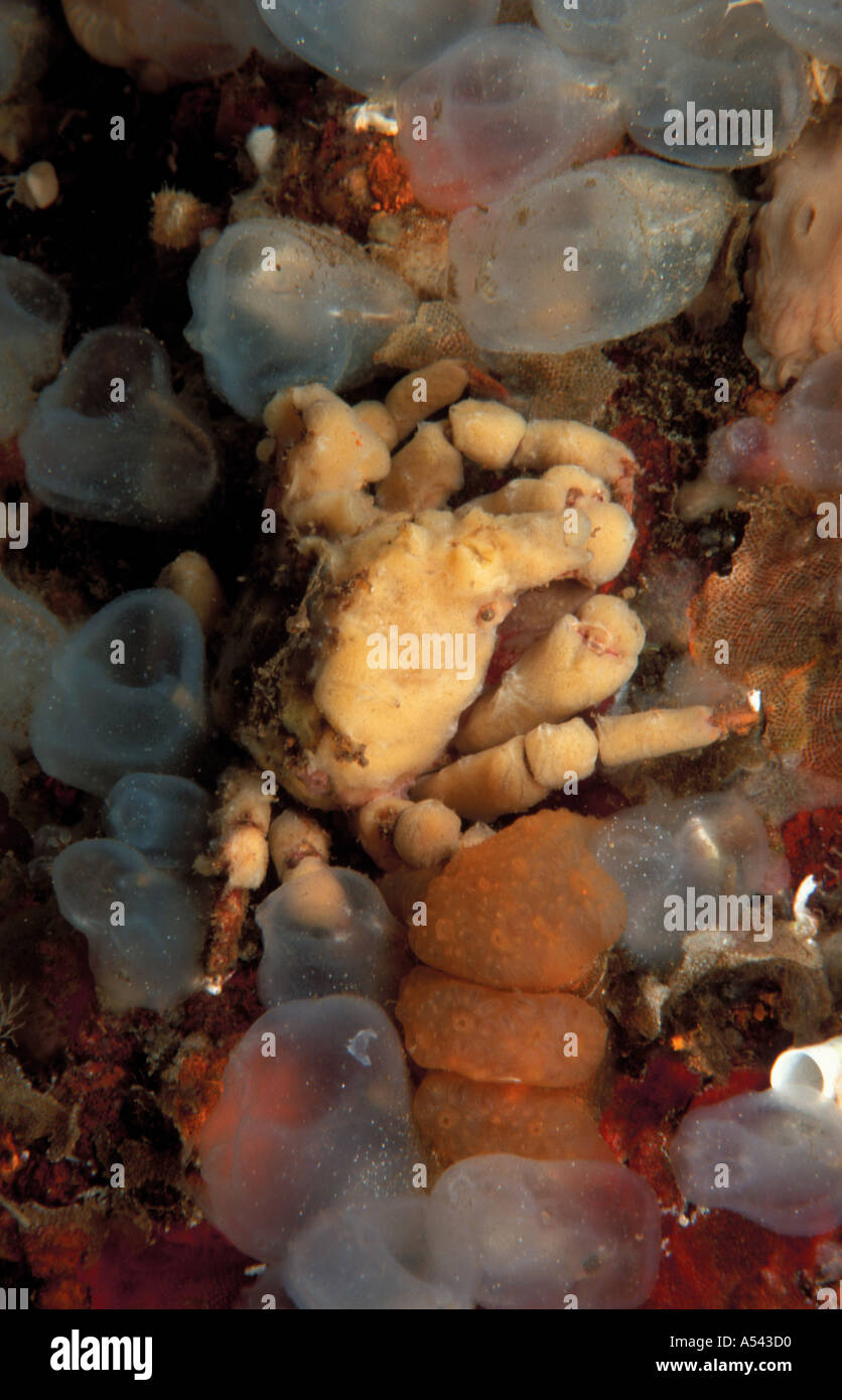 Sharp Nosed Crab Scyra acutafrons Stock Photo - Alamy