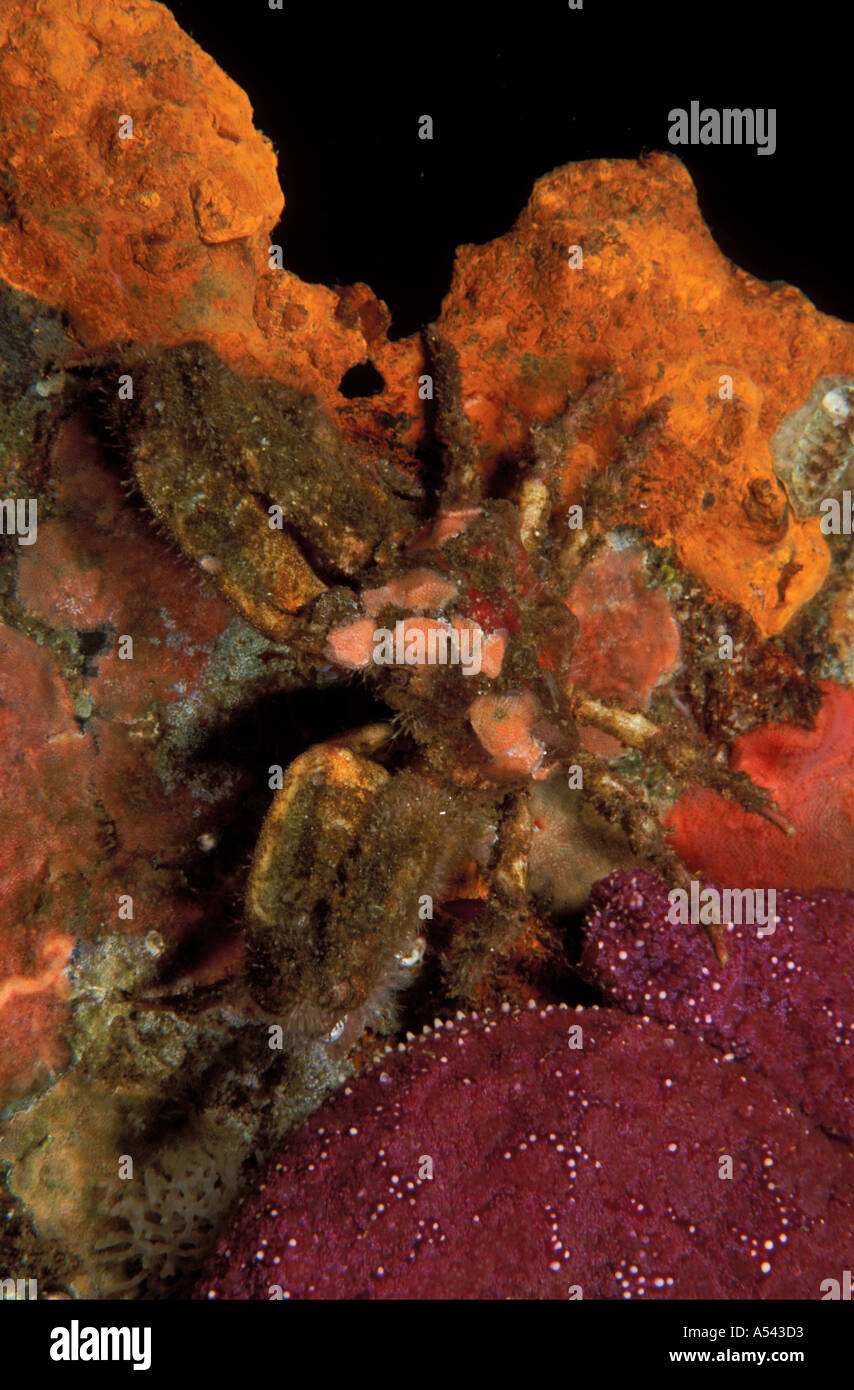 Sharp Nosed Crab Scyra acutafrons Stock Photo - Alamy