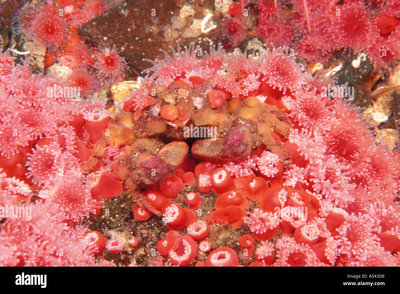 Sharp Nosed Crab Scyra acutafrons Stock Photo - Alamy