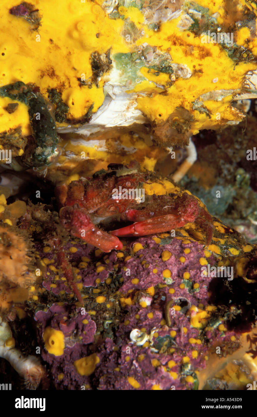 Sharp Nosed Crab Scyra acutafrons Stock Photo - Alamy