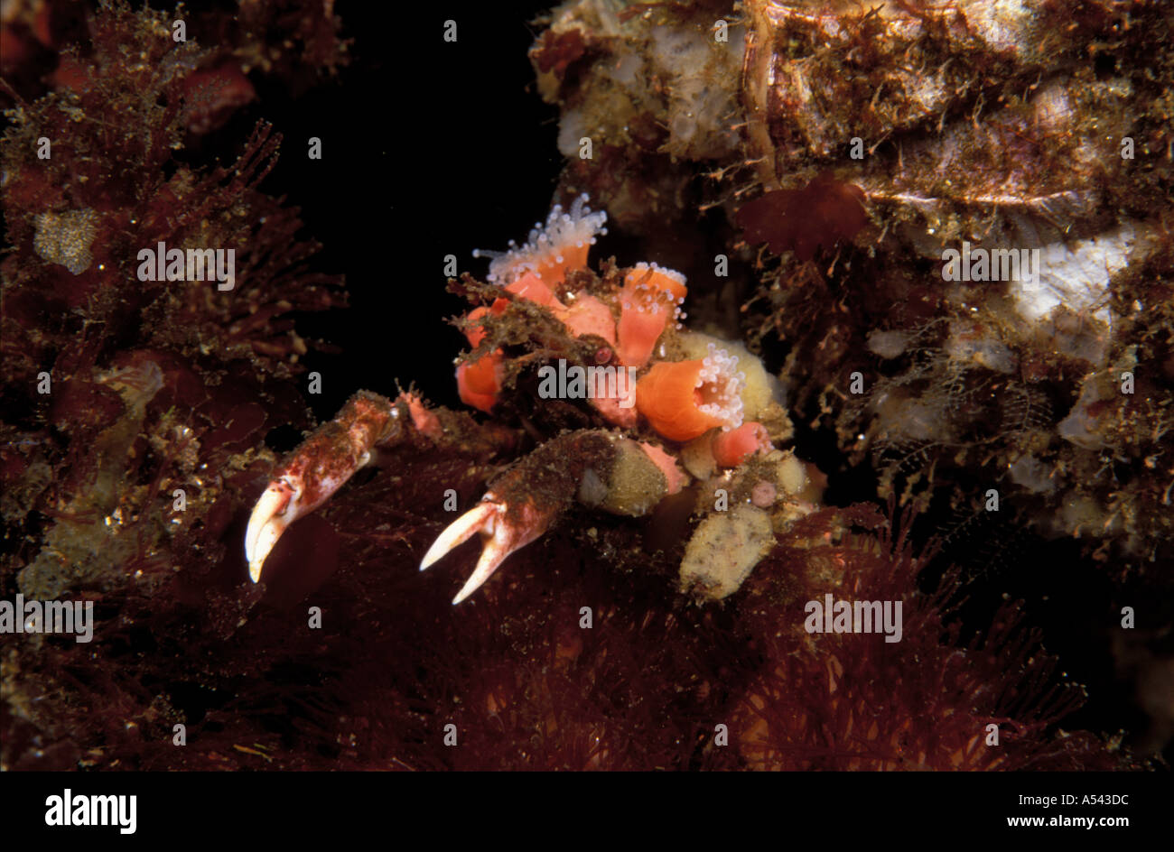 Sharp Nosed Crab Scyra acutafrons Stock Photo - Alamy