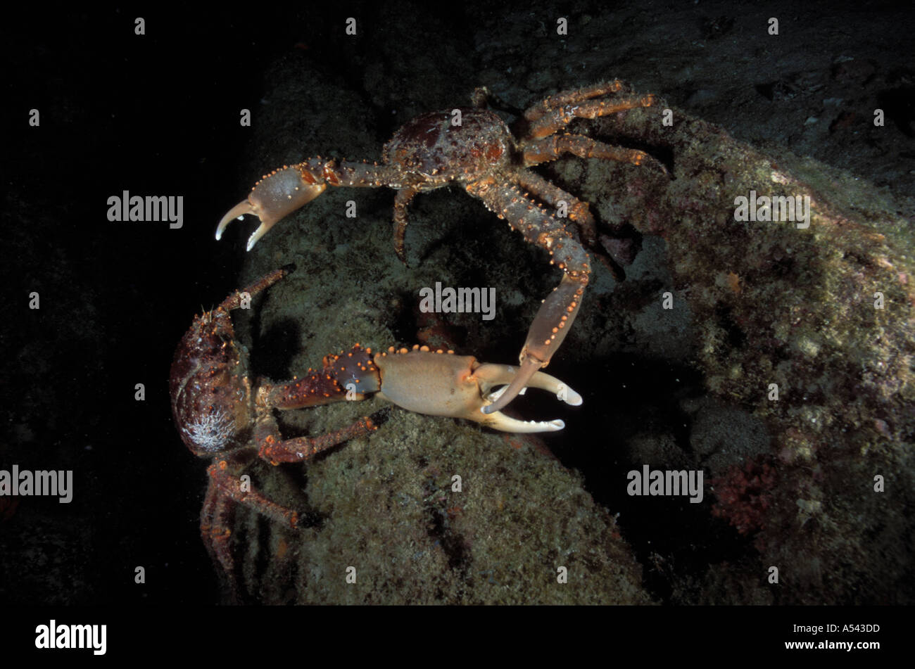 Reef Spider Crabs Mithrax spinosissimus fighting Stock Photo - Alamy