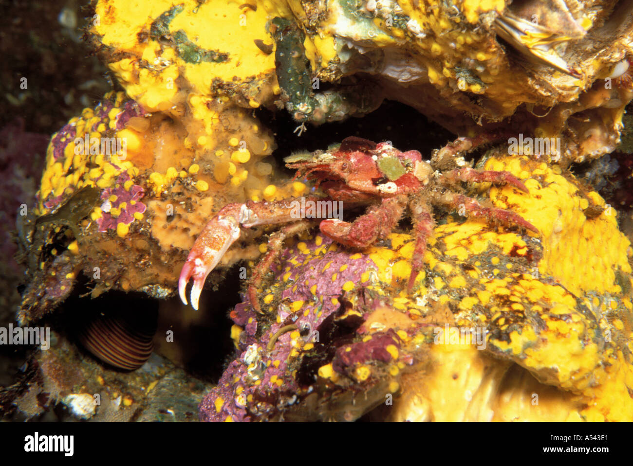 Sharp Nosed Crab Scyra acutafrons Stock Photo - Alamy