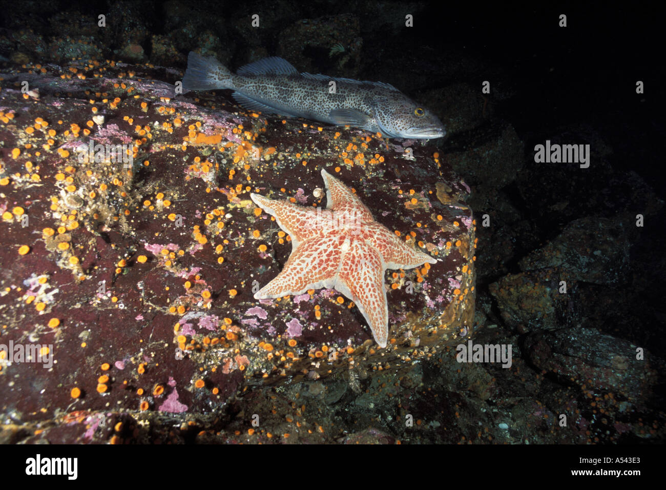 Ophiodon elongatus hi-res stock photography and images - Alamy