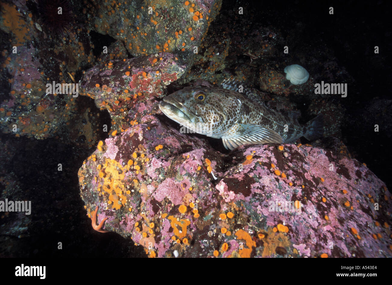 Ophiodon elongatus hi-res stock photography and images - Alamy