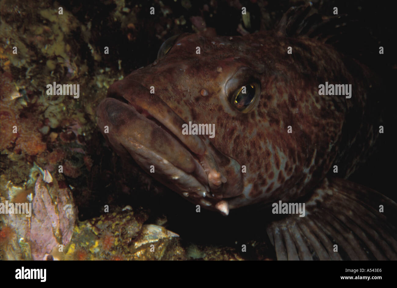Ling Cod Ophiodon elongatus Stock Photo - Alamy